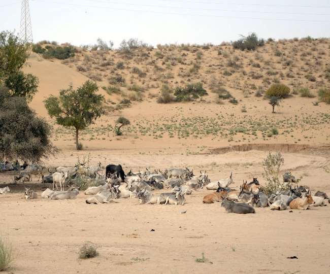 एक लाख 72 हजार साल पहले थार रेगिस्तान होकर बहती थी नदी, आवागमन में भी ...