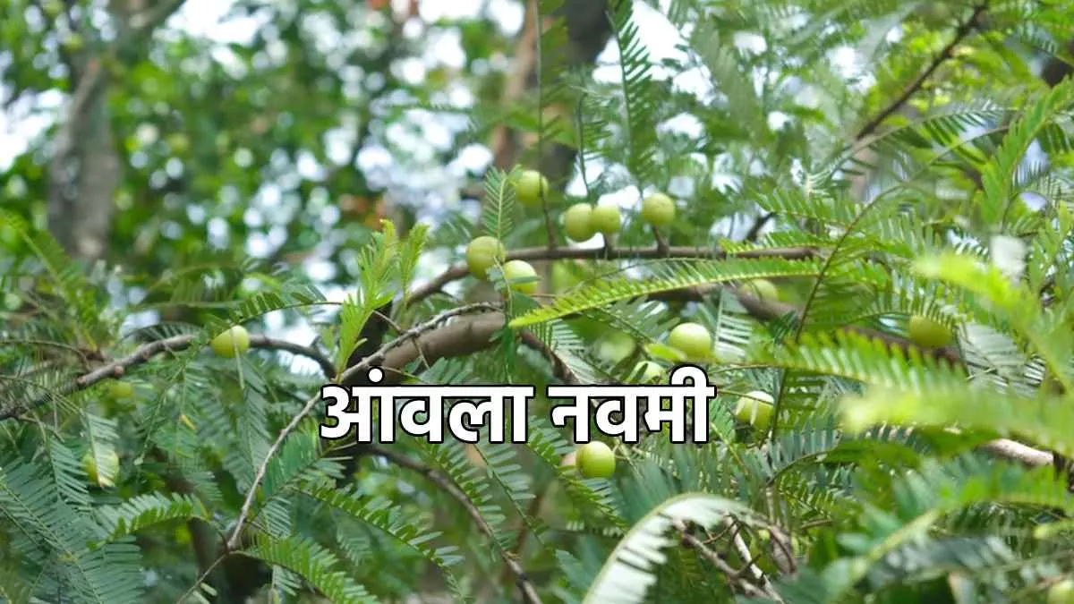 Amla Navami 2022: आंवला नवमी आज, जानिए शुभ मुहूर्त, महत्व और पूजा विधि ...