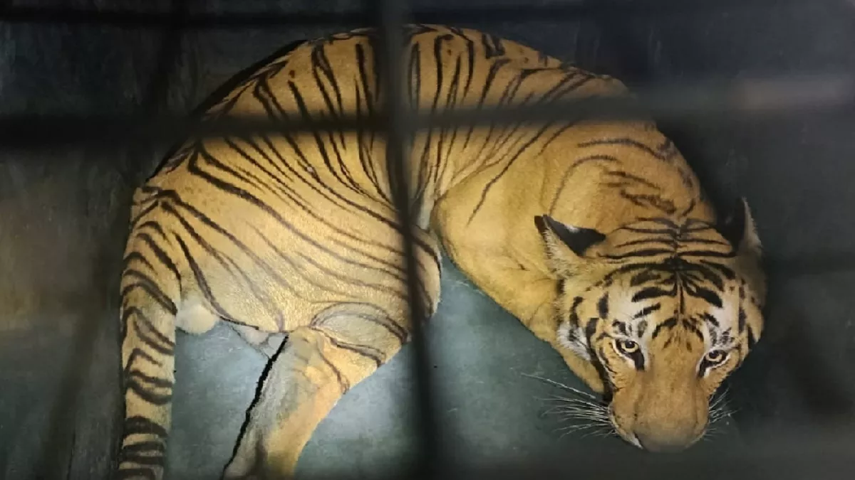 फतेहपुर रेंज में सात लोगों का शिकार करने वाले बाघ-बाघिन को खोजने में अब तक 40 लाख खर्च - tiger ...