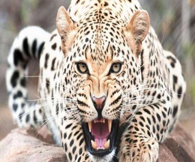 Guldar Attacks: बि‍जनौर में नहीं रुक रहे गुलदार के हमले, मां-बेटे के ...