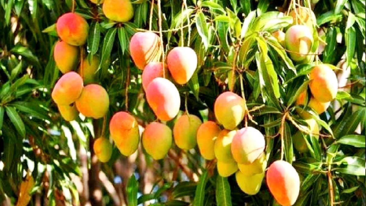 रंग, महक और स्वाद में लाजवाब 'गौरजीत' का गौरव बढ़ाएगी GI टैगिंग ...