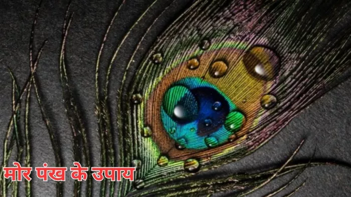 Mor Pankh Vastu Tips: एक मोर पंख बदल देगा आपकी जिंदगी, जानें इससे जुड़े ...