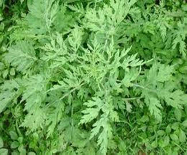 Carrot Grass: गाजर घास से बायो प्लास्टिक बनाने में मिली सफलता - Success ...