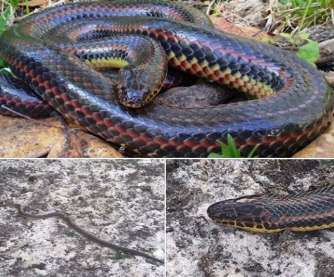 जानिए किस देश में कहां देखा गया इंद्रधनुषी रंग का दुर्लभ सांप - Rare ...