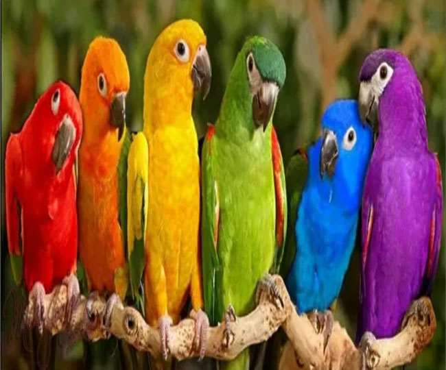 Parrot Smuggling: बिहार के पक्षियों को बांग्लादेश में उड़ा रहे तस्कर ...