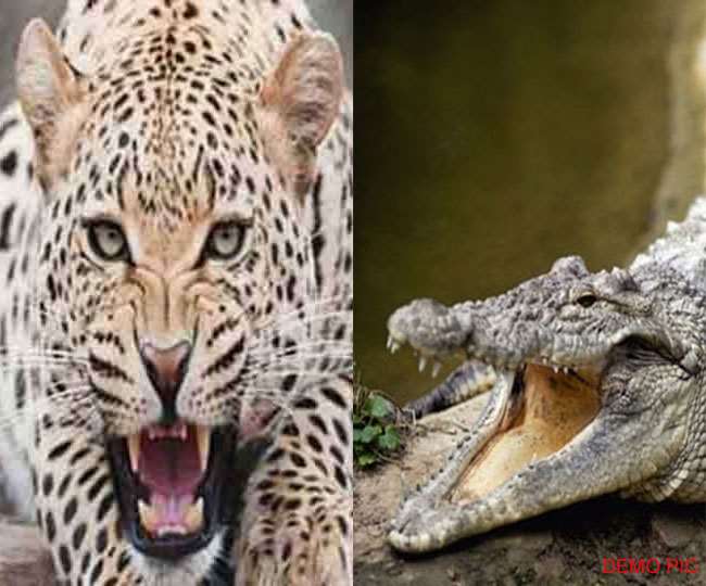 Lockdown Bihar: सड़कों पर दिखे तेंदुआ व घड़ियाल, लोगों ने कहा- अब ये ...