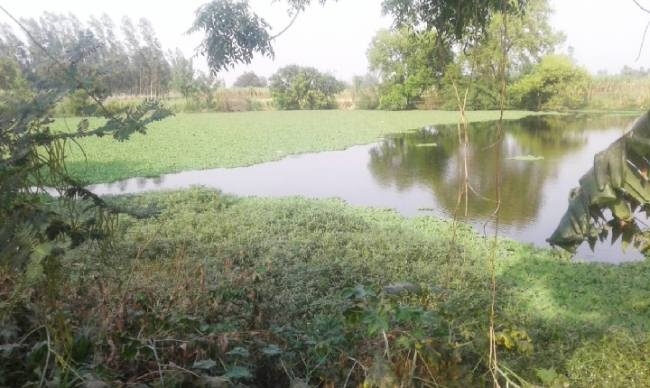 सुनगढ़ में तालाब को संजीवनी की जरूरत - The pond in Sungarh needs ...