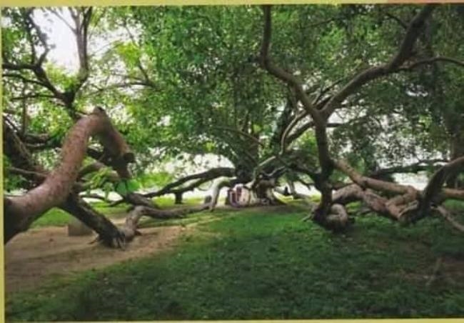 प्रकूति-पर्यावरण के लिए संजीवनी देव वृक्षों को तरजीह - Sanjeevani Dev ...