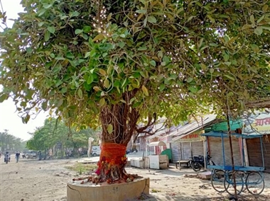 आस्था का प्रतीक बरगद का वृक्ष है संजीविनी - Banyan tree is a symbol of ...