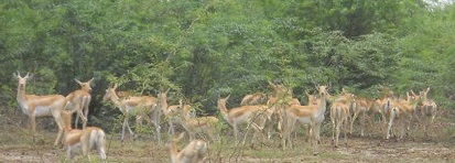 कुलांचे मार रहा काले हिरणों का कुनबा ग्रामीण कर रहे संरक्षण Aligarh ...