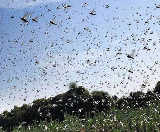 Locust Swarm Attack: सतना से चला टिड्डियों का नया दल, यूपी सीमा पर जारी ...
