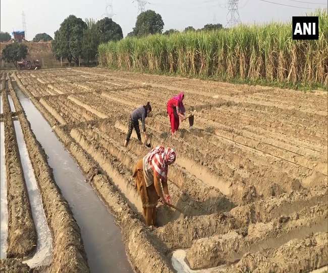 Tur Dal Farming TIPS: ऐसे करें अरहर की खेती तो पठार पर भी बंपर होगी उपज ...