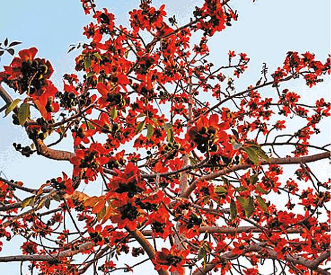 Health Benefits Of Semal: आयुर्वेद में सेमल का पेड़ है औषधीय गुणों से ...