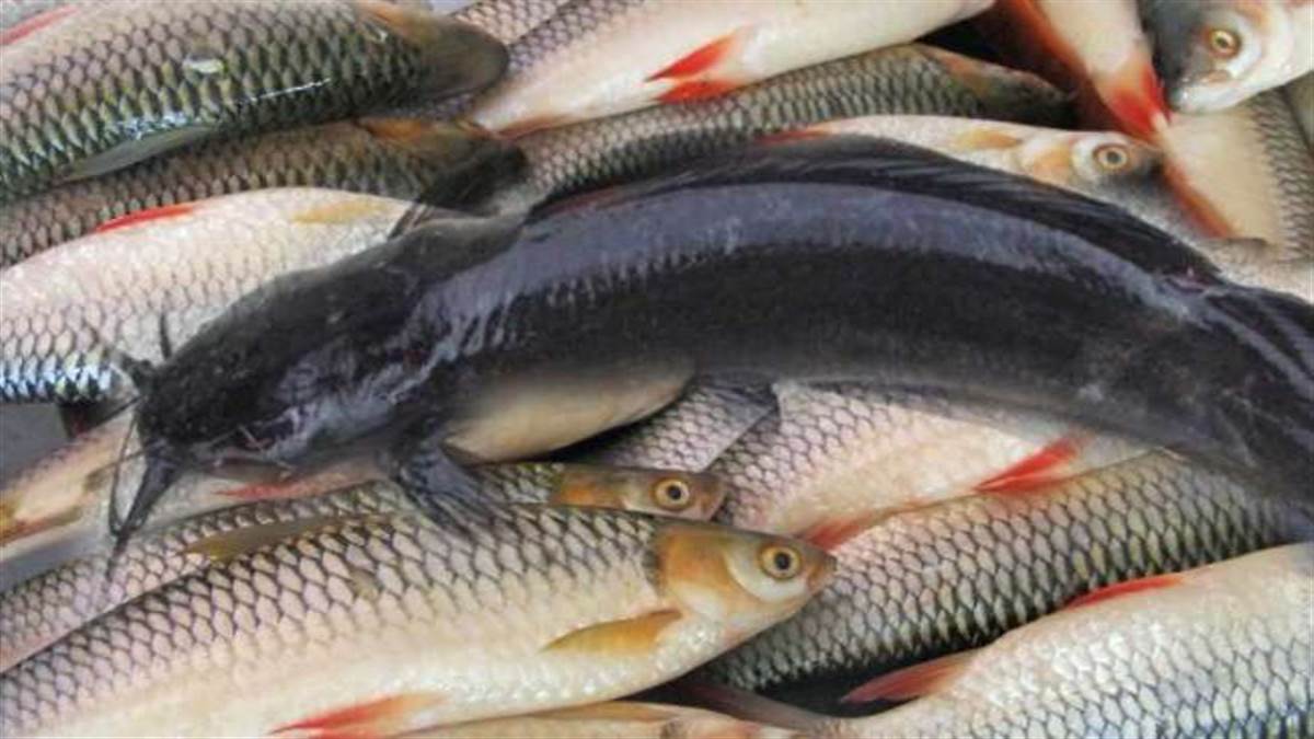 मछली उत्पादन में आत्मनिर्भर बनेगा मऊ, मछली पालन पर सरकार दे रही 60 फीसद ...
