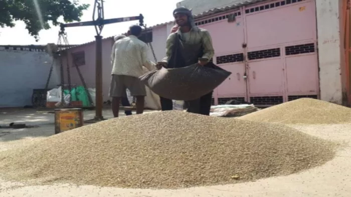 Agra News: मिलावटखोरों ने बाजरा भी नहीं छोड़ा, पकड़ा गया नकली बीज ...