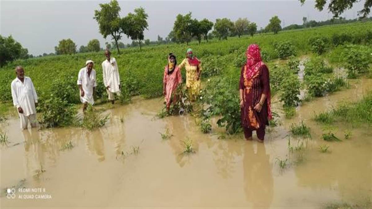 जलभराव के कारण चानौत गांव में हजारों एकड़ नरमा की फसल पानी में समाई ...
