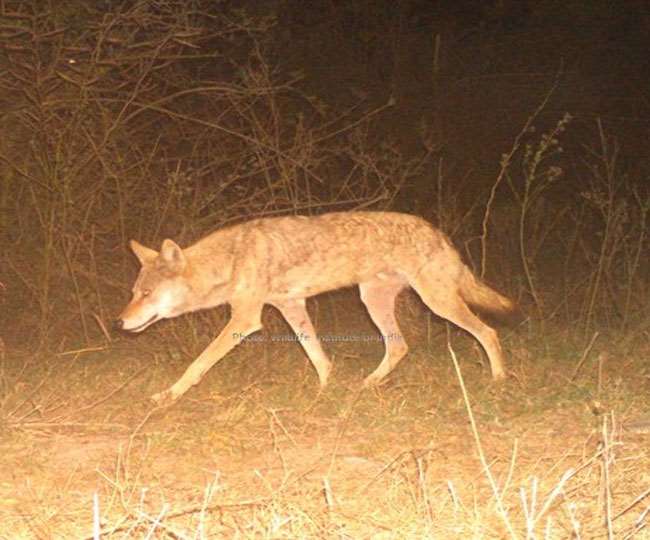 Rajaji National Park: राजाजी पार्क में 45 साल बाद दिखा ये दुर्लभ वन्य ...