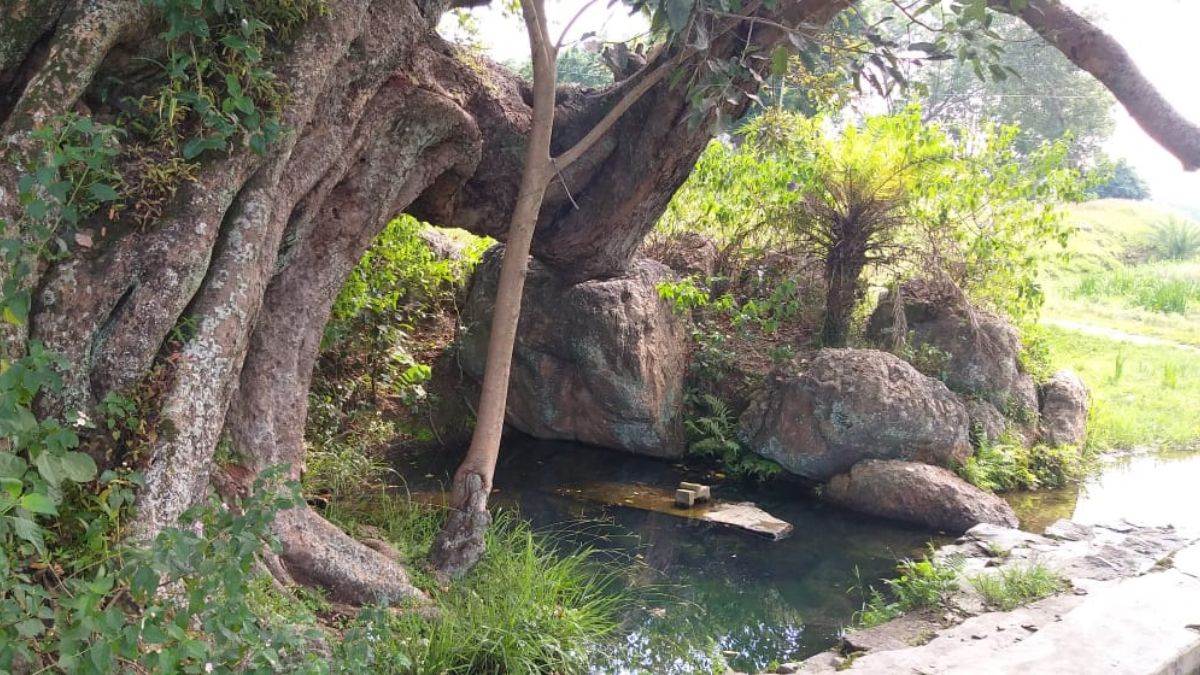 झारखंड के लोहरदगा में गांव के लोगों के लिए वरदान है यह पेड़; जड़ से ...