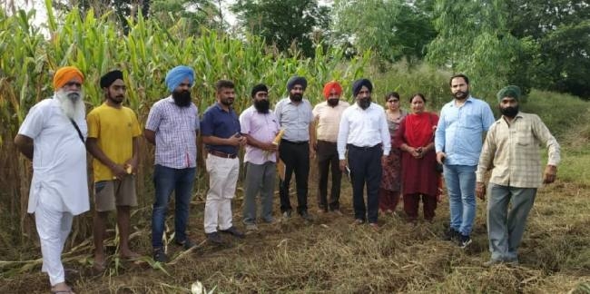 डायरेक्टर ने मक्की की फसल का लिया जायजा - Joint Director of Agriculture ...