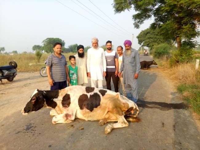 गांवों से लाकर गोवंश को फेंका सड़क पर, लोगों में रोष