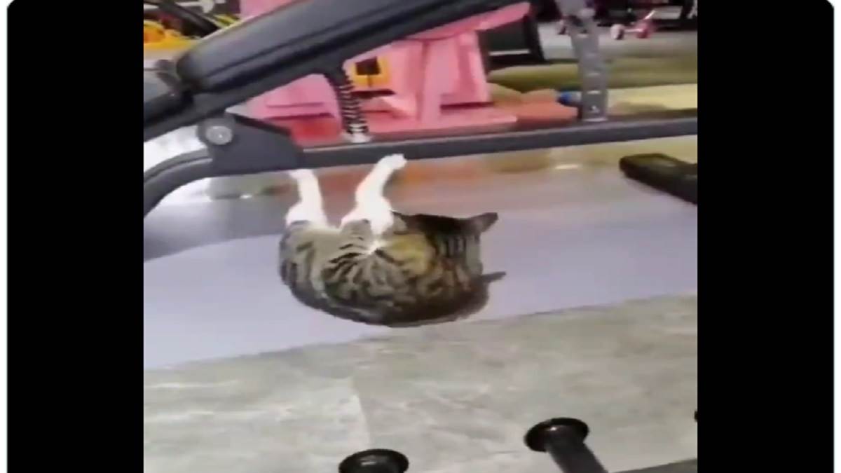 Viral Video: बिल्ली पर चढ़ा सिक्स पैक एब्स बनाने का खुमार, वायरल हो रहा ...