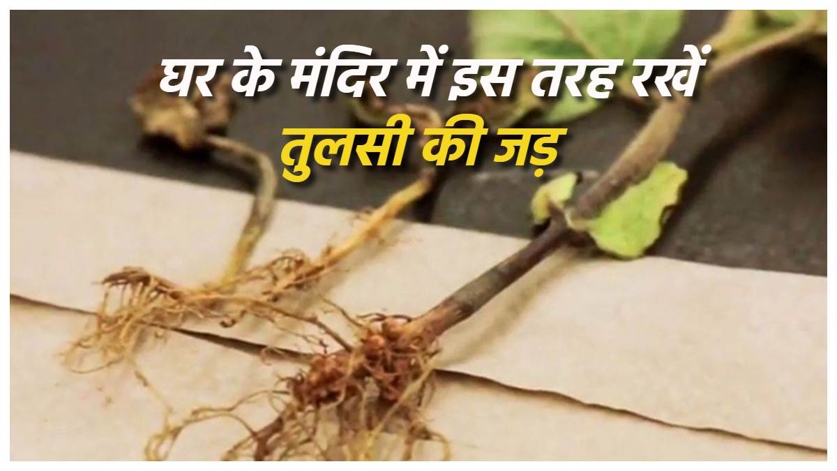 Tulsi Ke Upay: घर के मंदिर में इस तरह रखें तुलसी की जड़, होगा लाभ ही लाभ - Tulsi Root Upay Tulsi ...