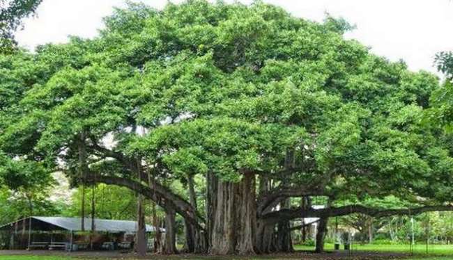 पर्यावरण संरक्षण: बरेली व आसपास में खत्म हो गए वट प्रजाति के 70 फीसद ...