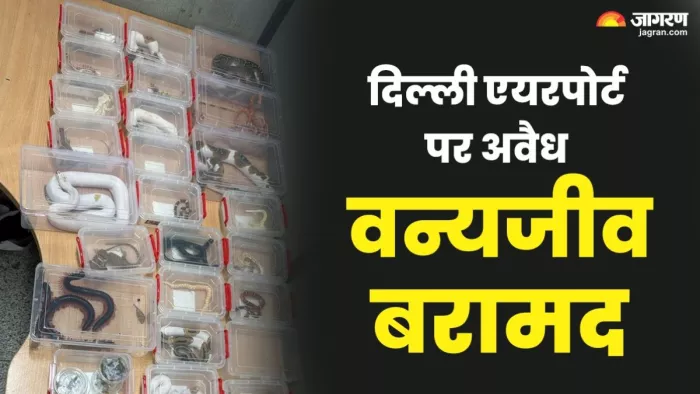 दिल्ली एयरपोर्ट पर अवैध विदेशी वन्यजीव बरामद, सुरक्षाकर्मियों ने तीन ...