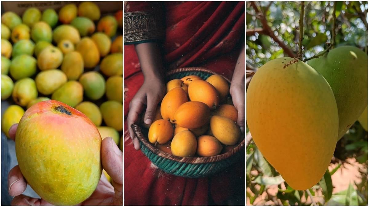 Indian Mango Destinations: भारत के इन 8 शहरों में मिलता है दुनिया का ...