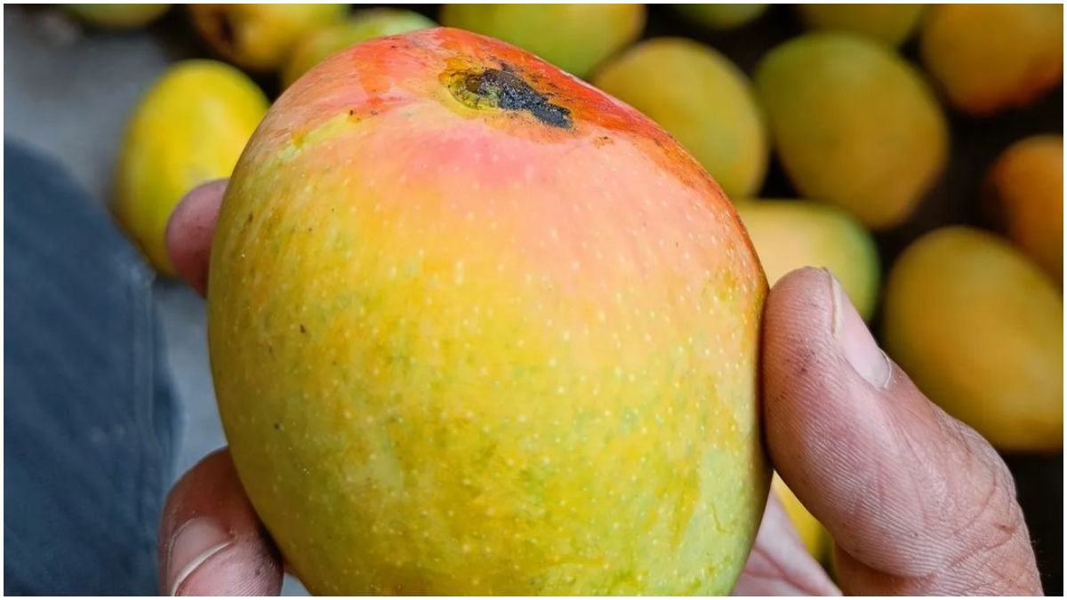 Indian Mango Destinations: भारत के इन 8 शहरों में मिलता है दुनिया का ...
