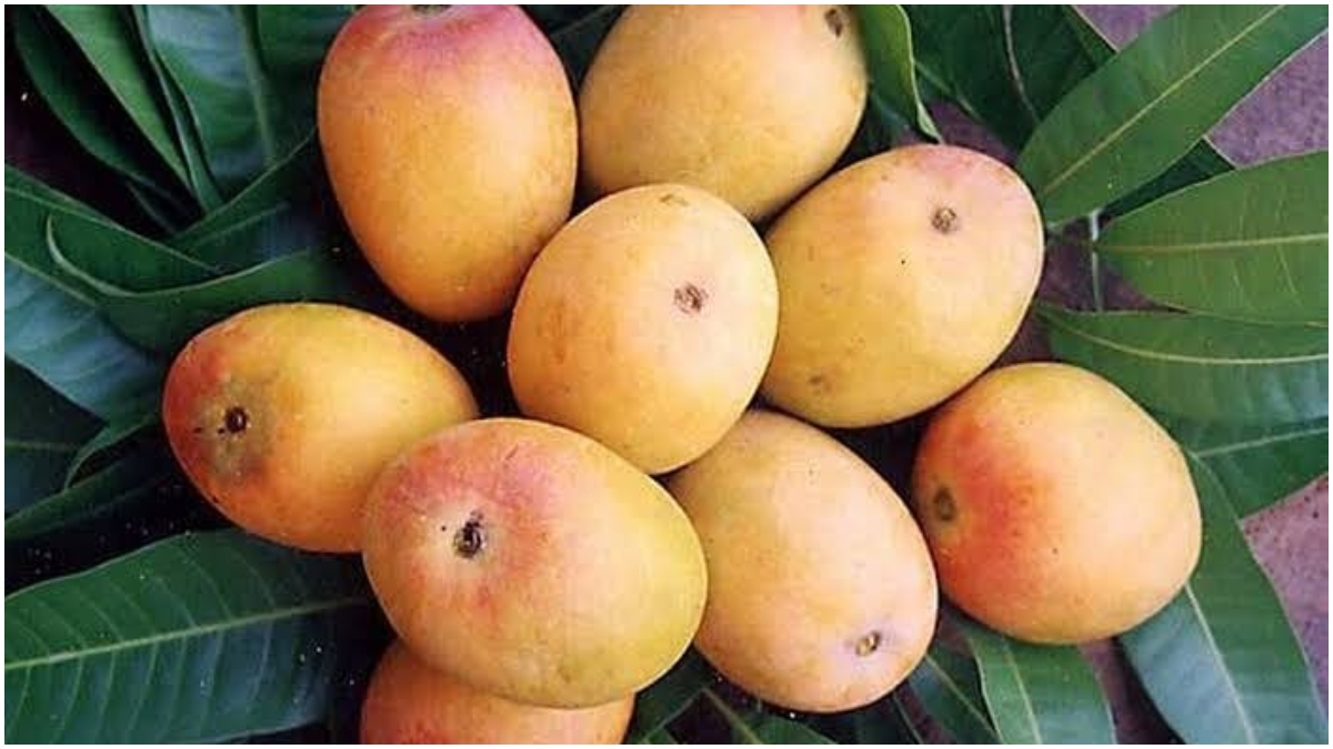 Indian Mango Destinations: भारत के इन 8 शहरों में मिलता है दुनिया का ...