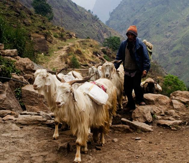 आज से माइग्रेशन शुरू करेंगे दारमा और व्यास घाटी के ग्रामीण - Villagers ...