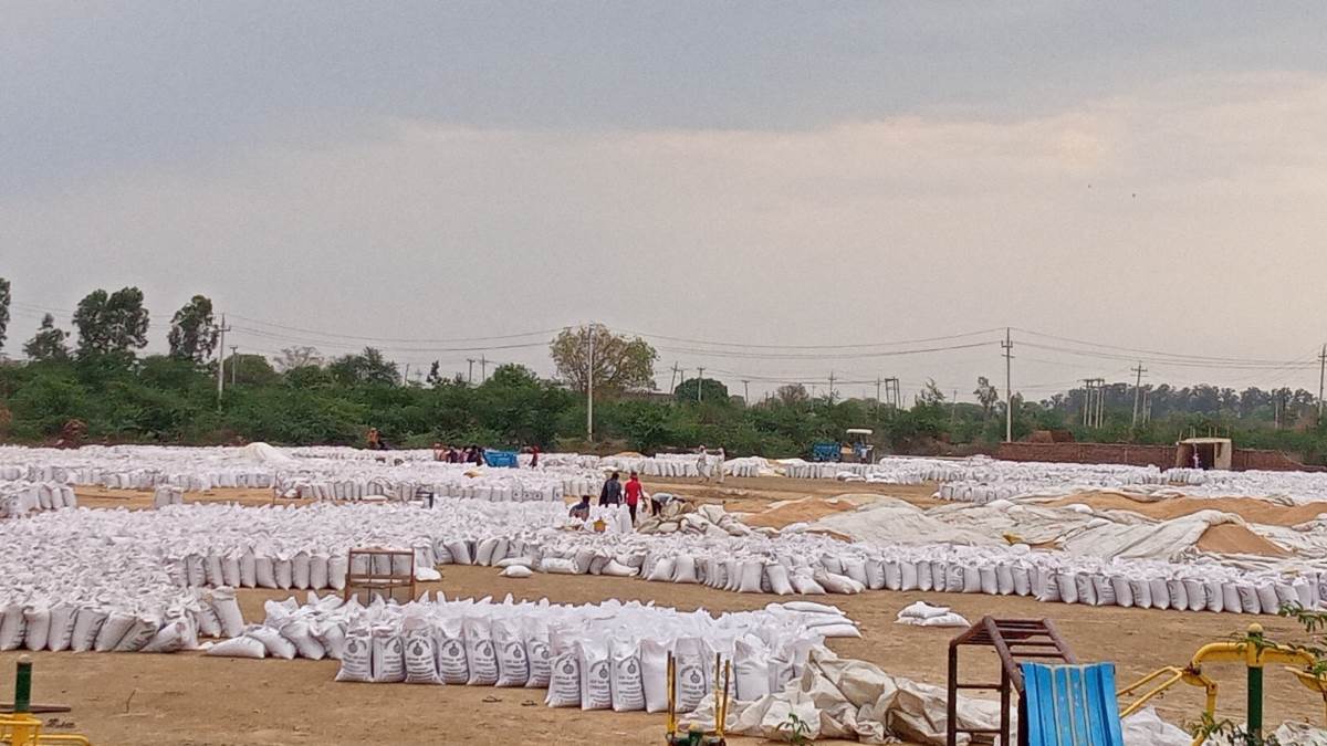 24 घंटे तक गरजे बादल, बीच-बीच में हुई बूंदाबांदी; मंडियों में मची रही ...