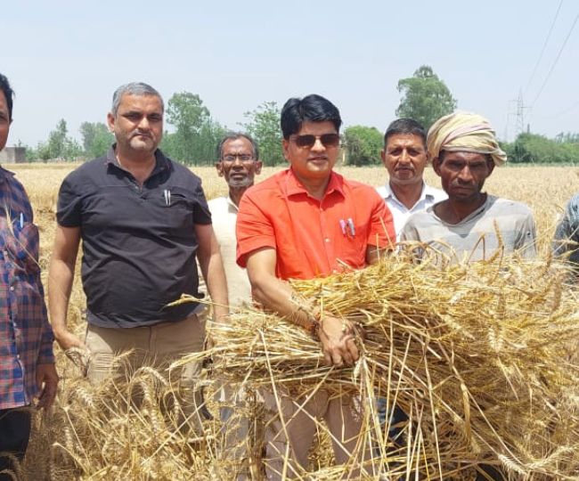 दरांती से फटाफट गेहूं की कटाई देखकर किसान हुए दंग, पैंट-शर्ट और काला ...