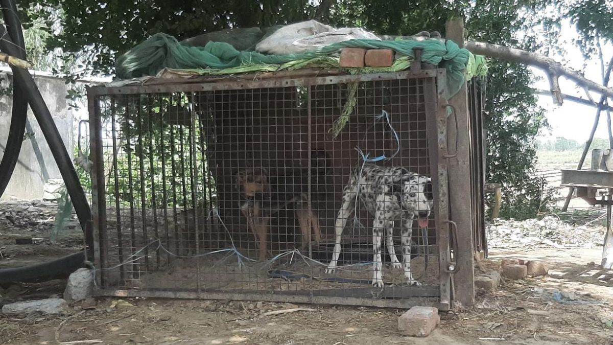 Bijnor News: गुलदार का खौफ, पालतू कुत्तों को पिंजरे में किया कैद, शाेर ...
