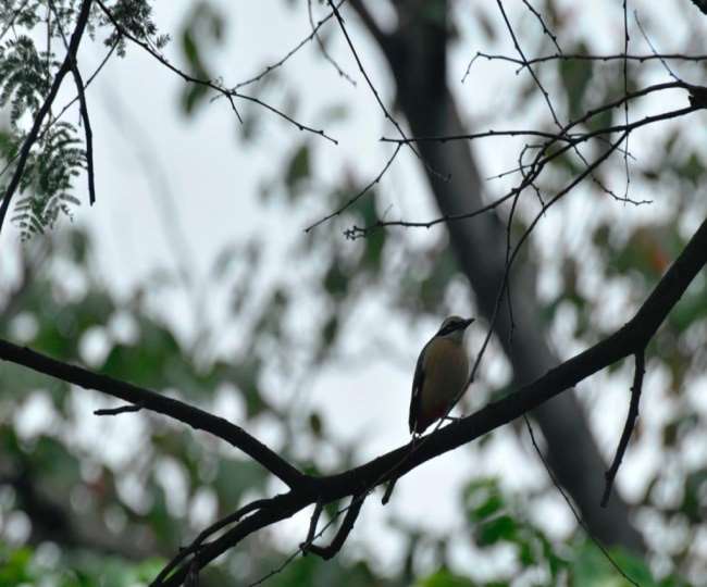 'मांगर बनी' की सुंदरता पर मोहित श्रीलंका की ये शर्मिली नवरंग चिड़िया ...