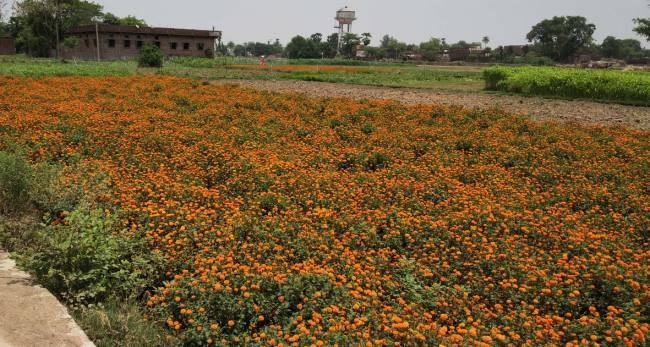खेतों में खूब खिले गेंदा फूल पर किसानों के चेहरे मुरझाए - Marigold ...