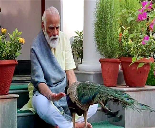 मोदी का प्रकृति प्रेम- पीएम आवास पर मोर को दाना खिलाते प्रधानमंत्री ने ...