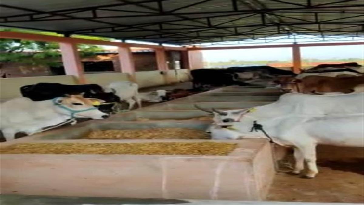 शाहजहांपुर समेत 20 जिलों में बनेगी तीन हजार गोवंश क्षमता की वृहद गोशाला ...