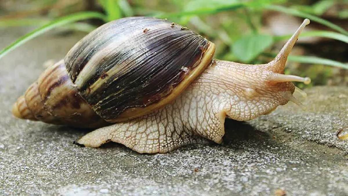 African Snail Menace: केरल के कोट्टायम जिले में अफ्रीकी घोंघे का खतरा ...