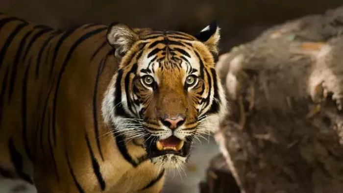 Kanpur Zoo: 1145 वर्ग मीटर में बने 25 लाख के 'घर' में रहेंगे लव, मल्लू ...