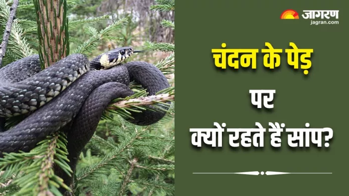 Sandalwood Tree: सांपों का पसंदीदा ठिकाना क्यों कहलाता है चंदन का पेड़ ...