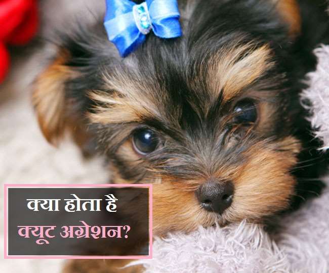 Cute Aggression: 'क्यूट अग्रेशन', जब किसी बच्चे या पपी को देख आता है ...