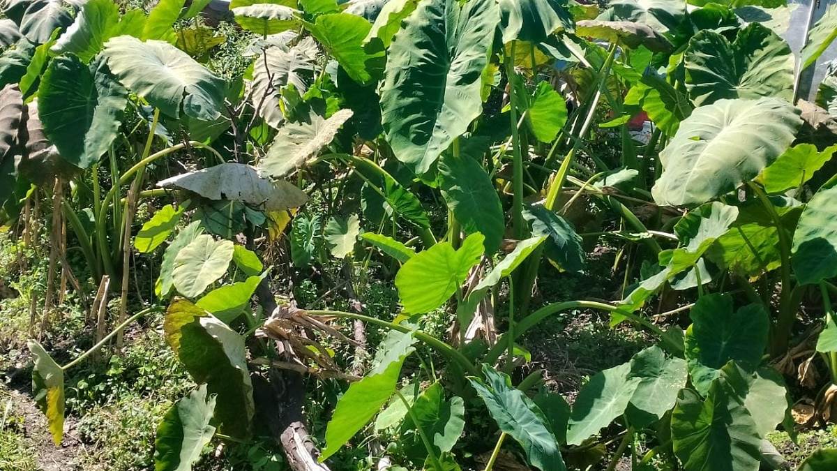 गडेरी व पिड़ालू बर्बाद कर रहे बंदर और आवारा पशु, सोलर फेंसिंग लगाने की ...