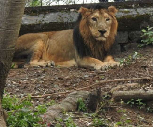धौलाधार नेचर पार्क गोपालपुर में बढ़ा जंगल के राजा के परिवार का कुनबा ...