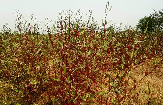 किसानों को कुदरूम खेती के लिए सरकारी सहायता का इंतजार - Farmers waiting ...