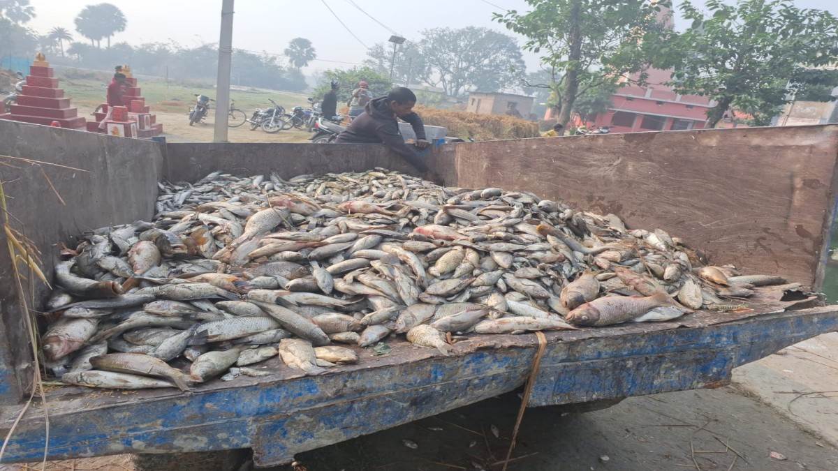 Bihar News: सात लाख की मछलियां मरीं, तालाब में किसी अज्ञात ने डाला जहर ...