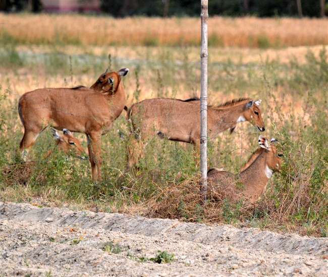 मुजफ्फरपुर में क‍िसानों के फसल की बर्बादी रोकने को मारे जाएंगे 500 ...