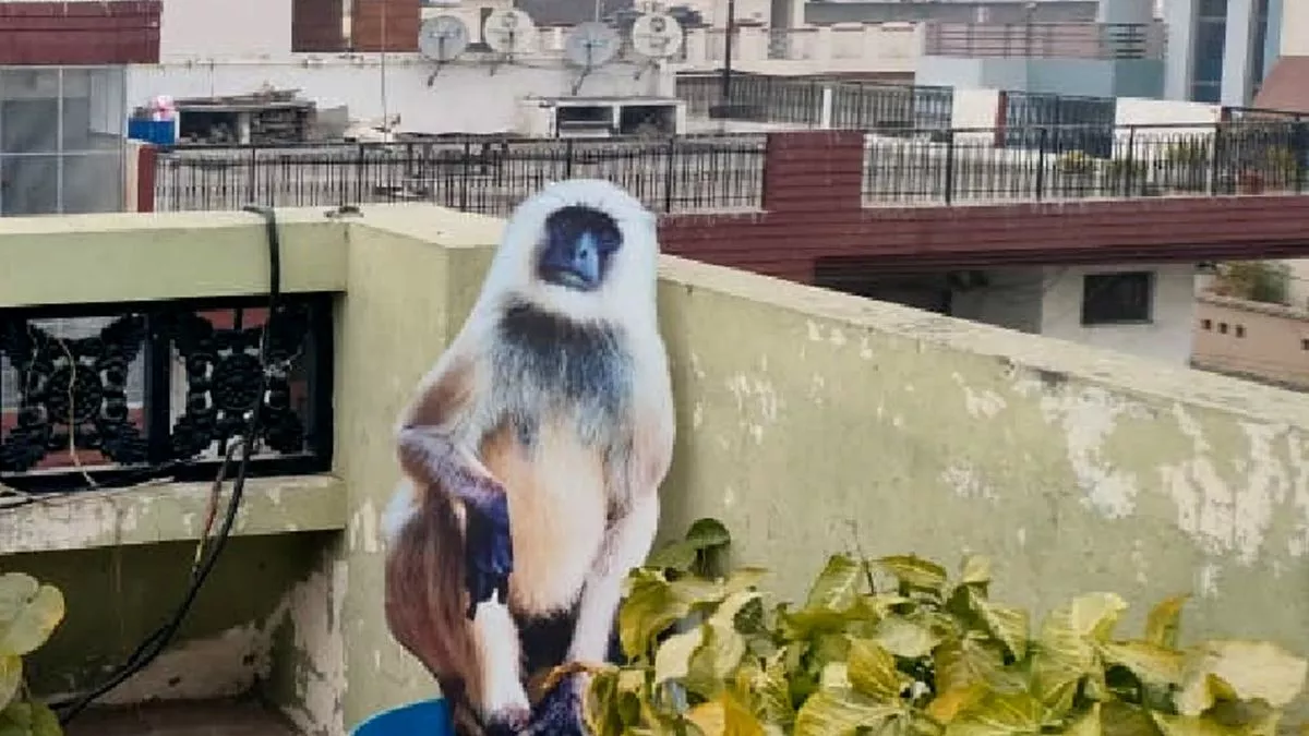 Muzaffarnagar के लोगों का अनोखा तरीका, लंगूर के कटआउट लगाकर भगा रहे ...