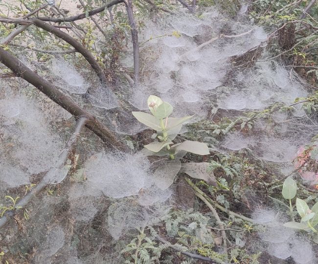 Kaithal में सुबह से छाई धुंध, कोहरे में 50 मीटर तक देख पाना भी हुआ ...